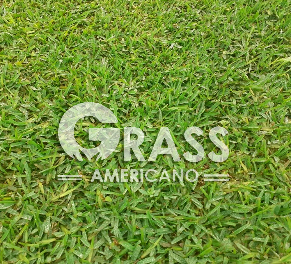 Venta de GRASS en Lambayeque - Grass Americano