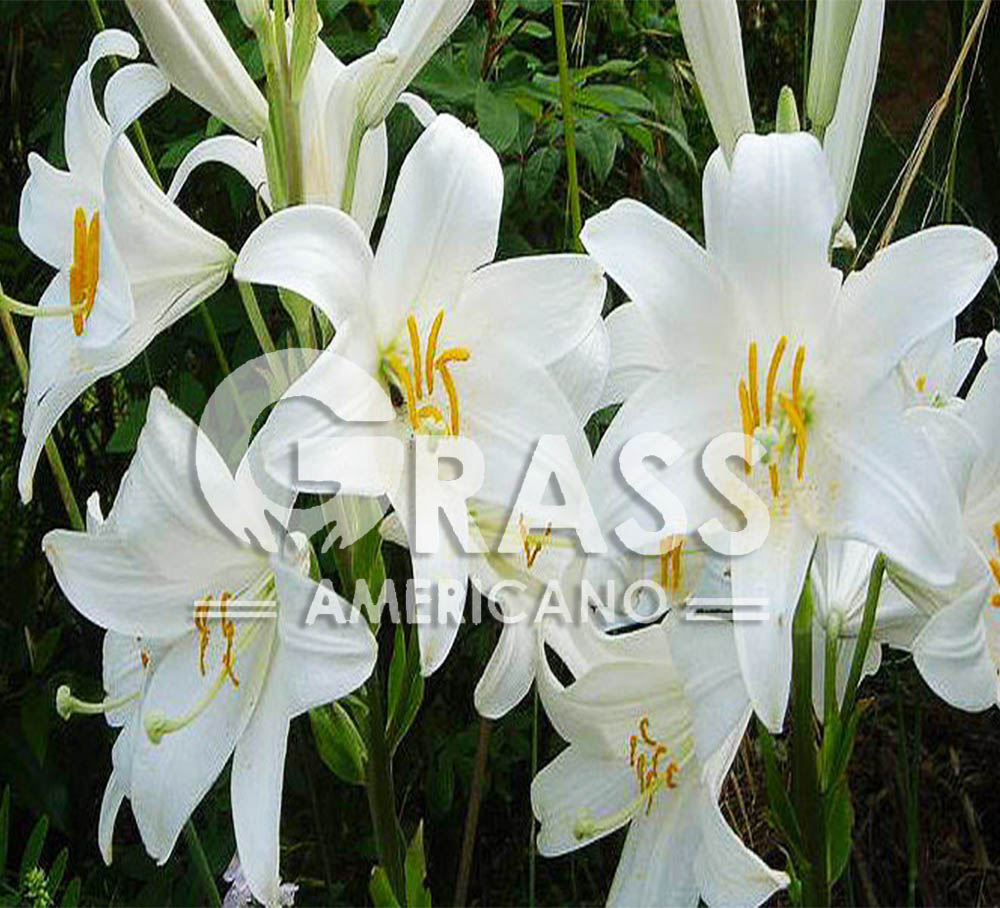 AZUCENA - Grass Americano