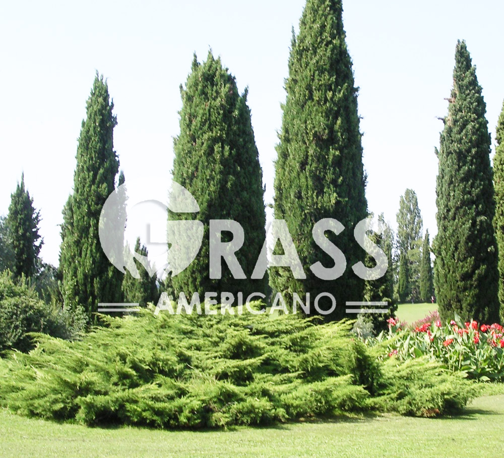 CIPRES - Grass Americano