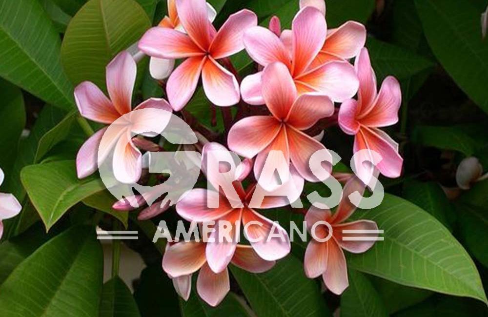 SUCHE - Grass Americano